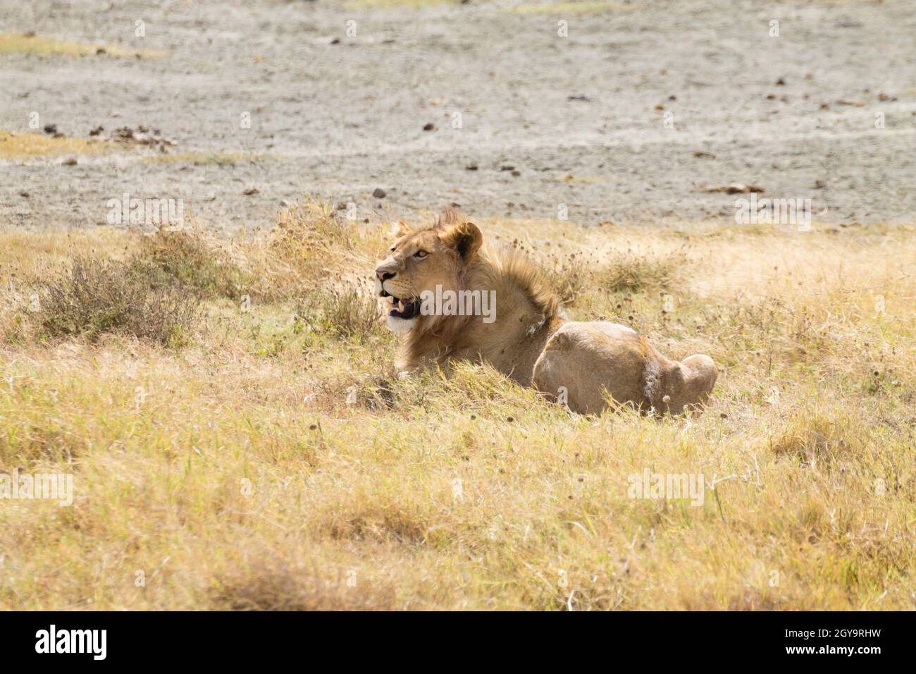 Lion on Ngorongoro Conservation Area crater, Tanzania. African wildlife ...