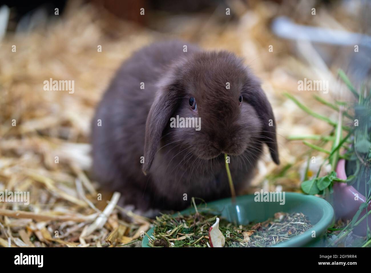 Brown dwarf rabbit (dwarf ram) sits next to his food bowl and eats hay ...