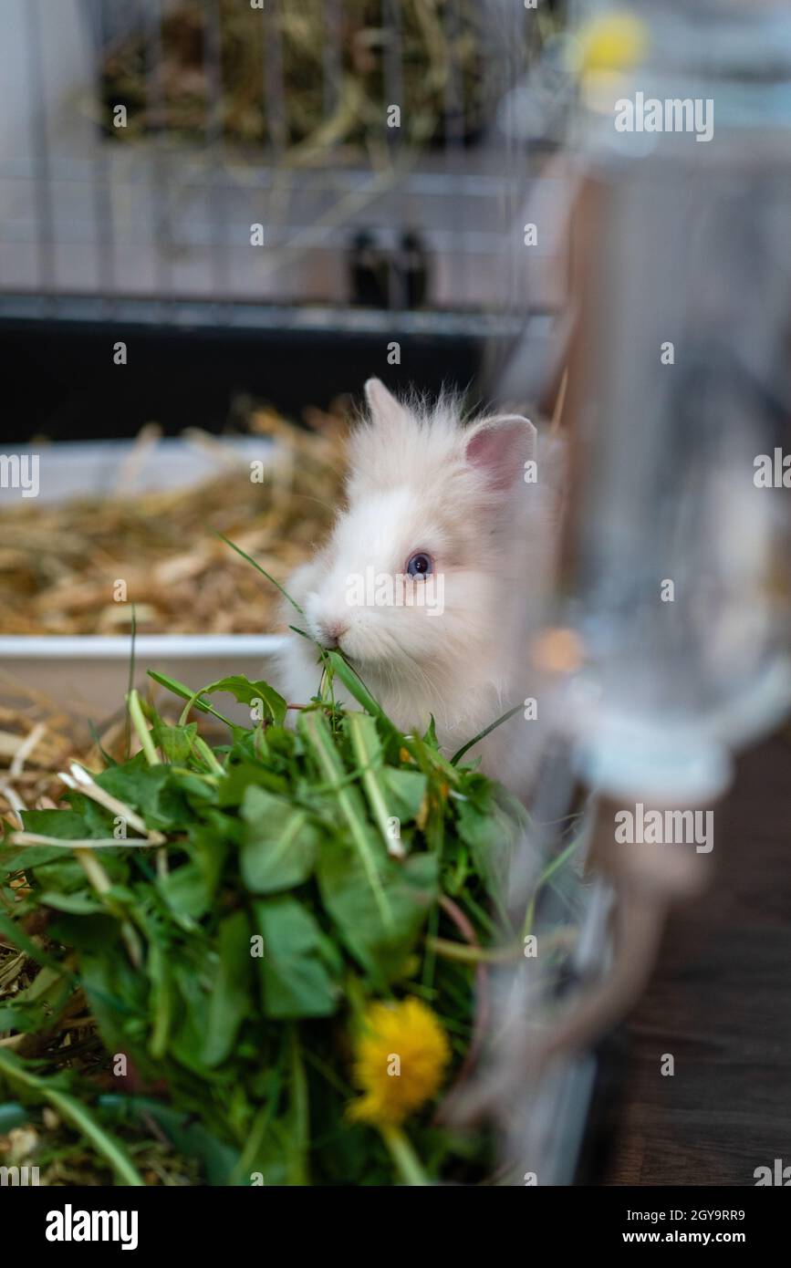 White dwarf rabbit sitting next to his food bowl in his hutch Stock ...