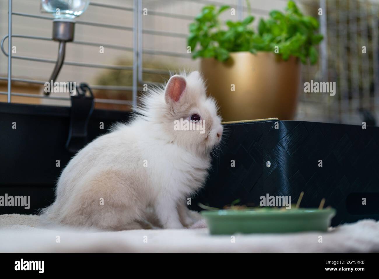 White dwarf rabbit sits next to his food in front of his hutch and ...