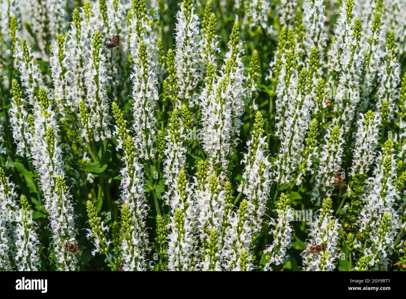 White Salvia Flowers Blooming Under the Morning Sunshine Stock Photo ...