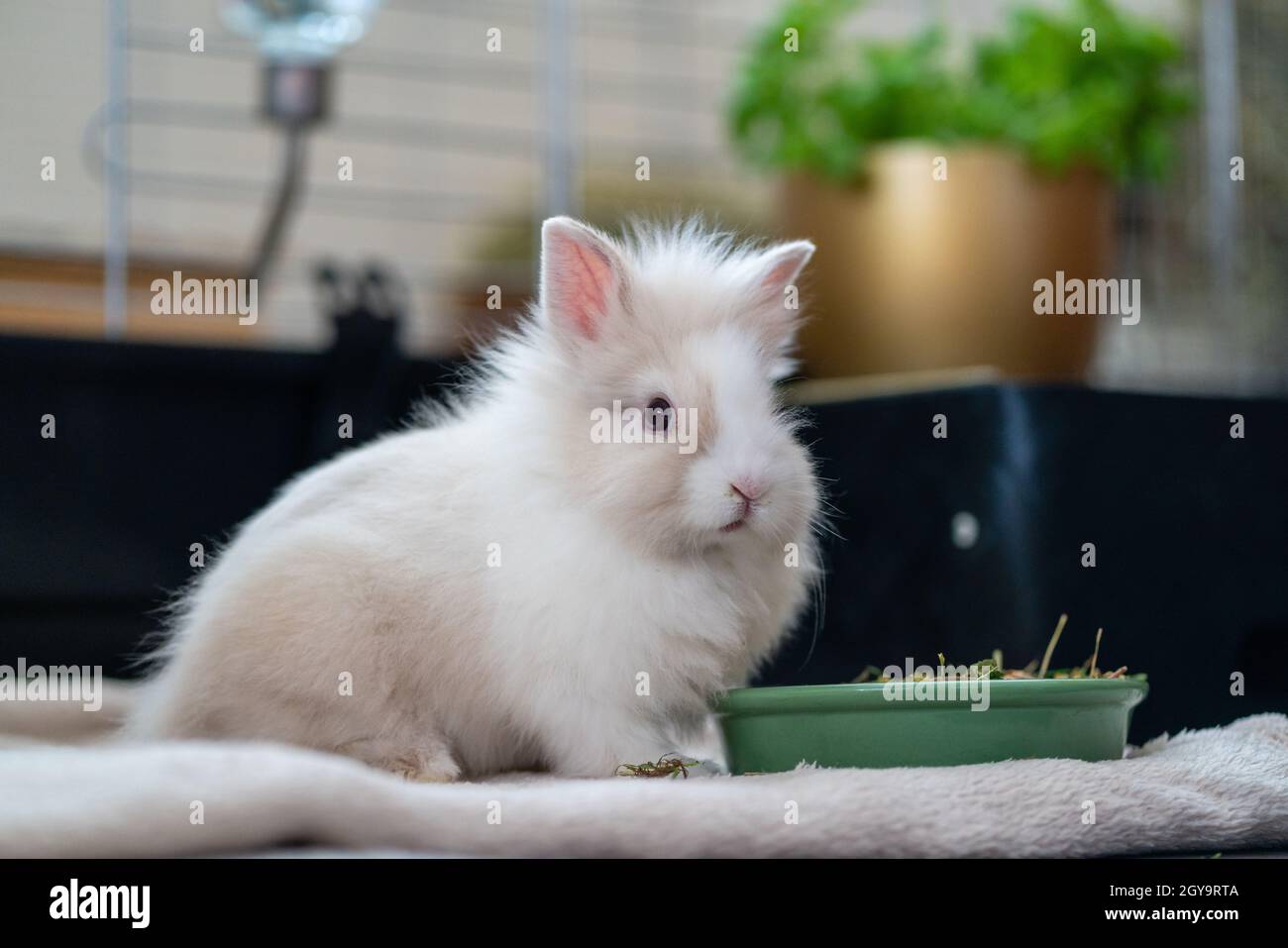 White dwarf rabbit sits next to his food in front of his hutch and ...
