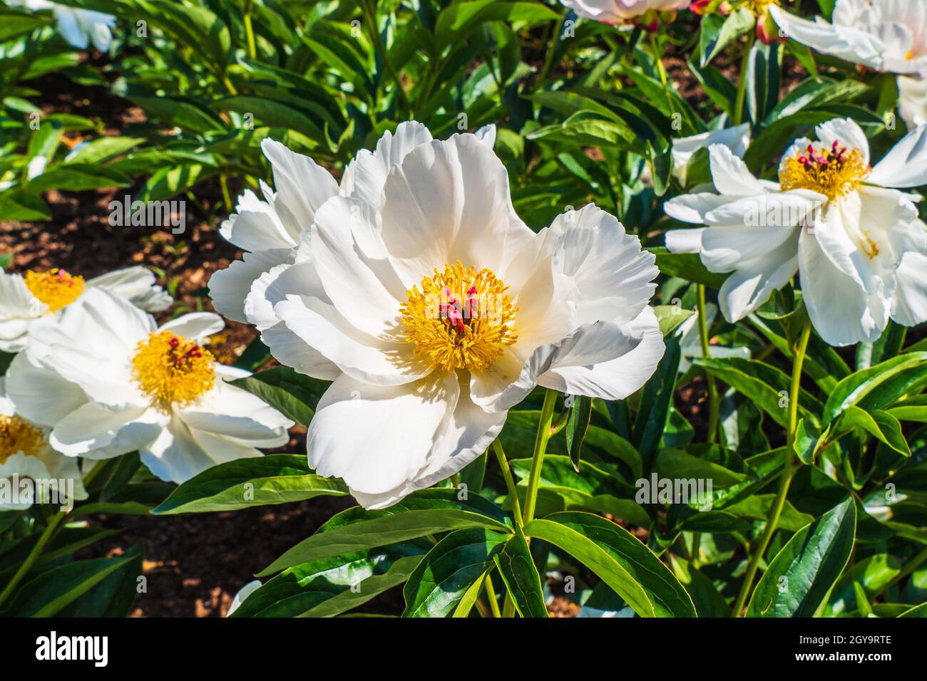 A Group of Yellow White Paeonia Flowers in the Grass Stock Photo - Alamy