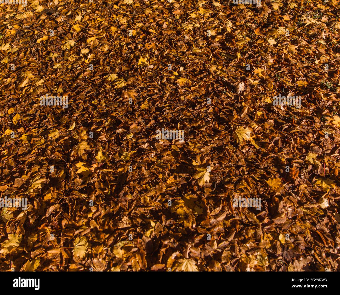 Leafy ground texture hi-res stock photography and images - Alamy