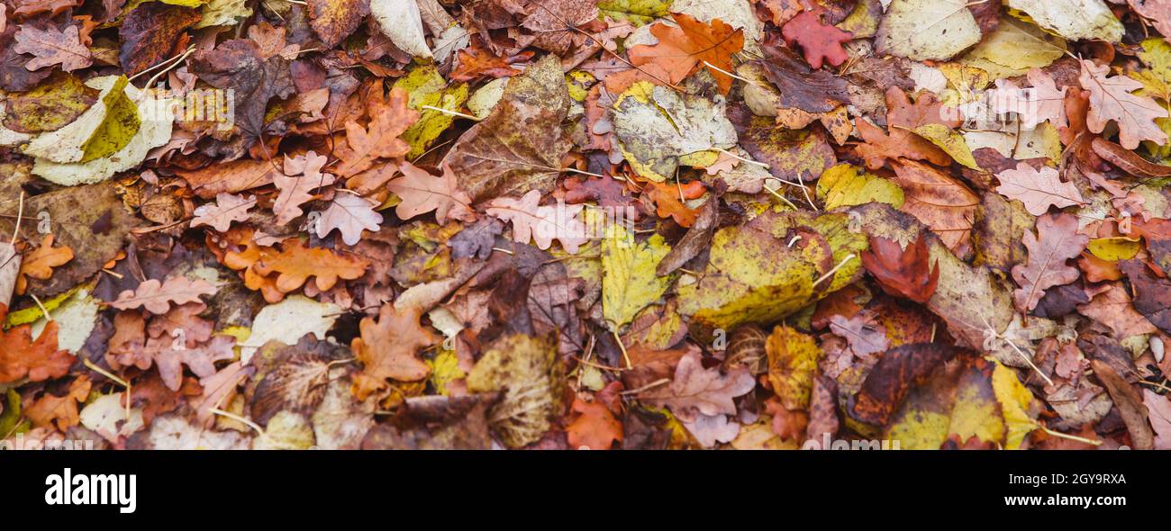 Colorful autumn leaves laying on ground. View from above Stock Photo ...