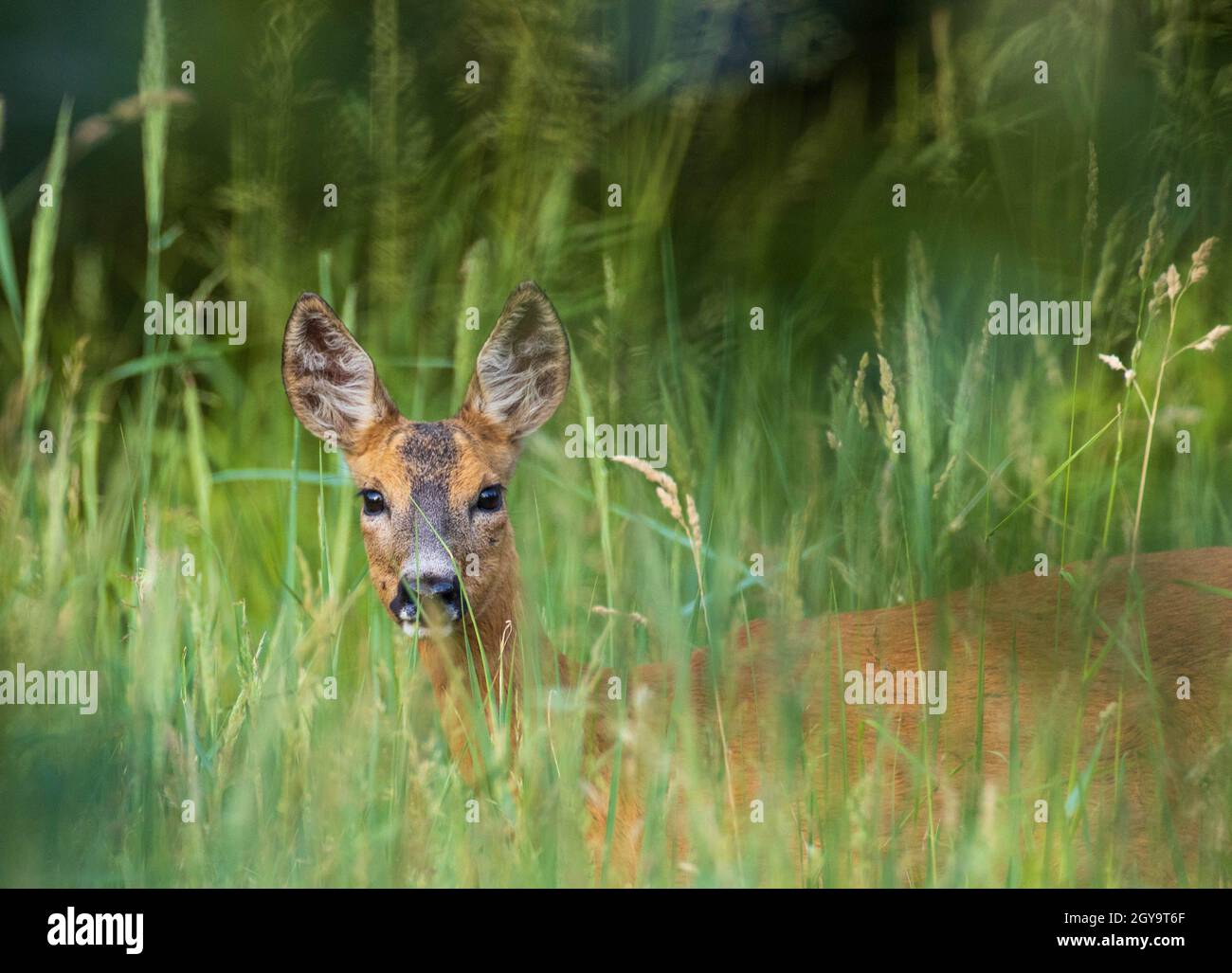 Female Roe Deer(Capreolus capreolus) head against dark background ...