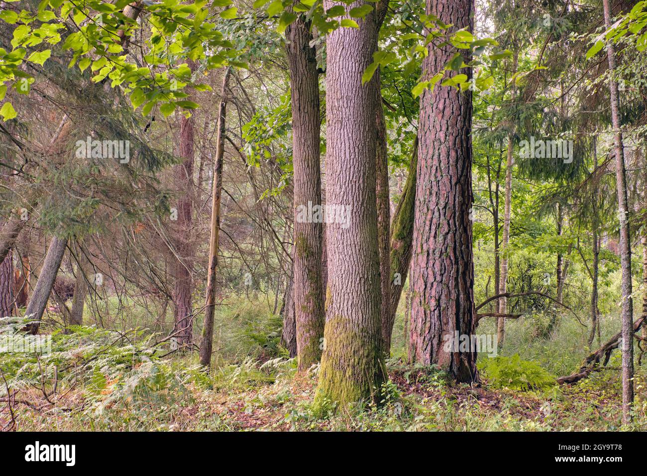 Old trees in summer morning, Bialowieza Forest, Poland, Europe Stock ...