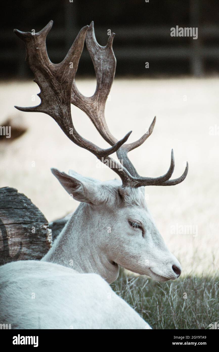 Selective of a rear albino white-tailed deer resting on the grass Stock ...