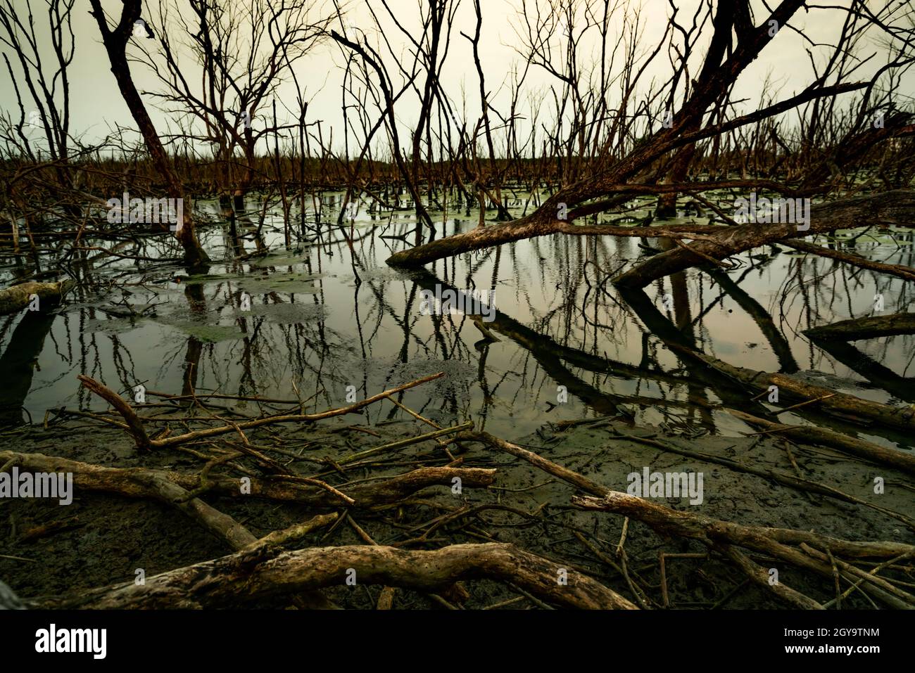 Dead tree in flooded forest. Environmental crisis from climate change ...