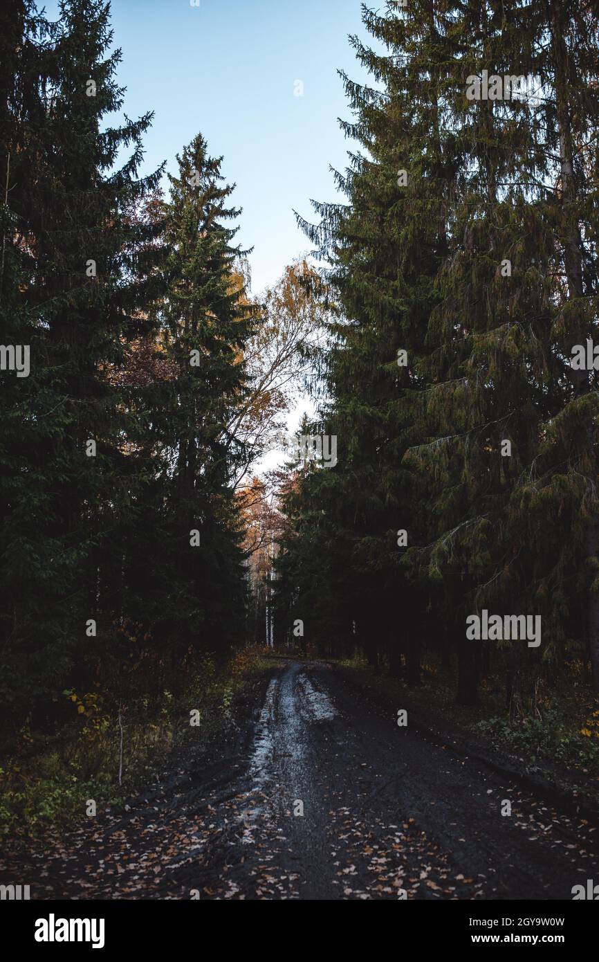 Road between pines tree hi-res stock photography and images - Alamy