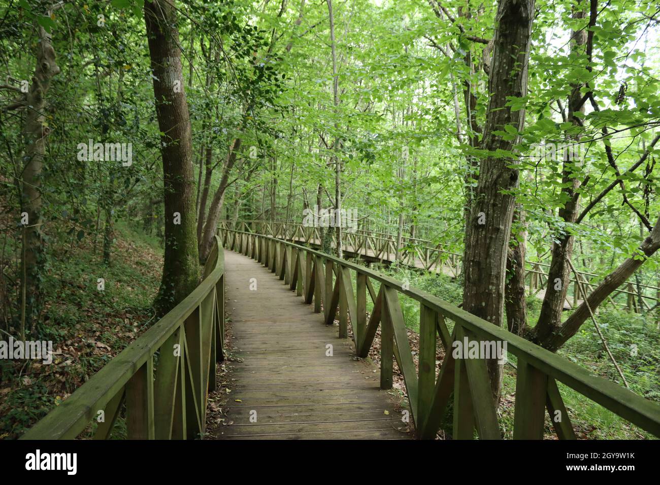 beautiful redwood forest giant trees huge fat tall wood Stock Photo - Alamy