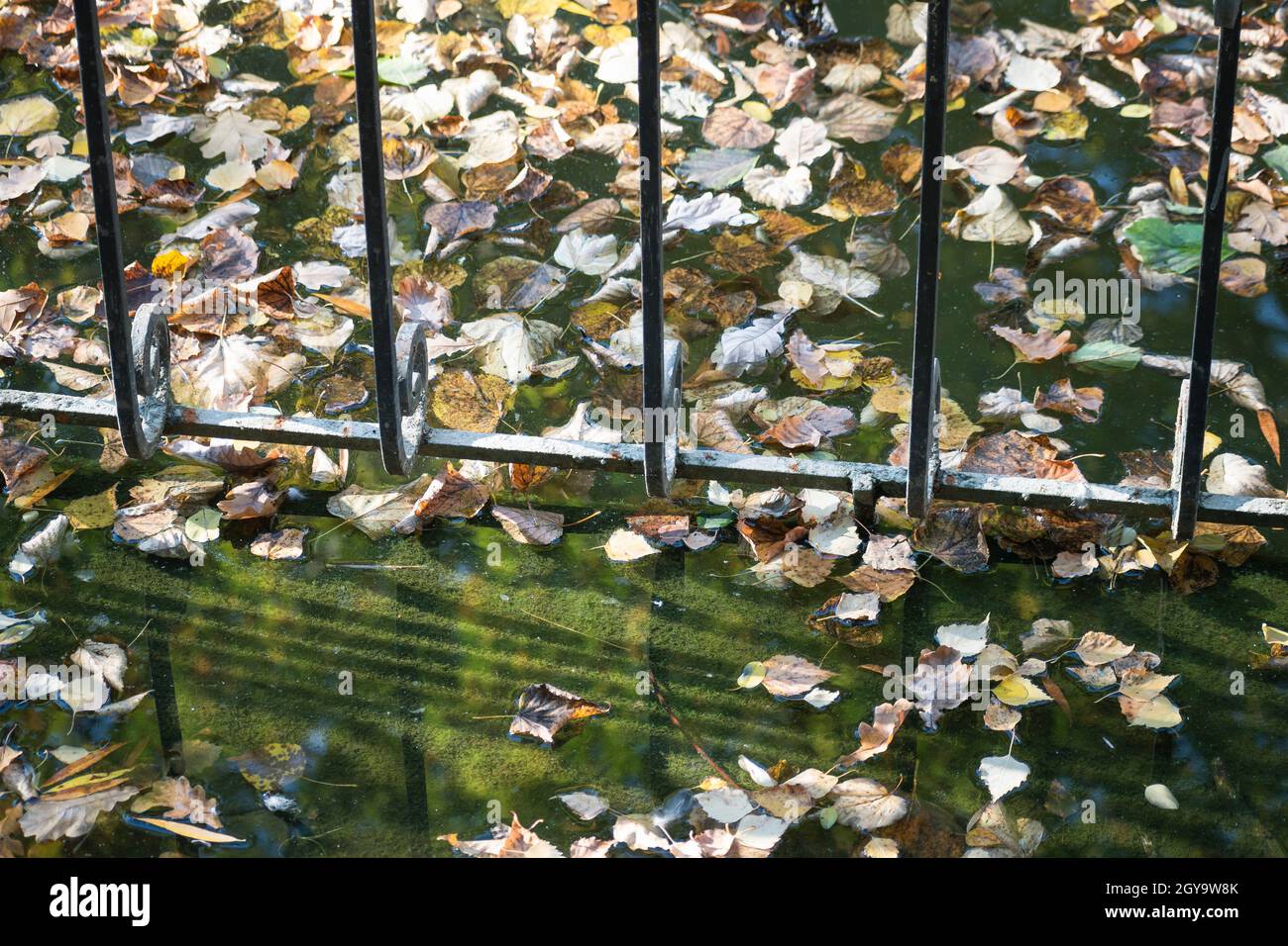 Leaves Falling From A Maple Tree High Resolution Stock Photography and ...