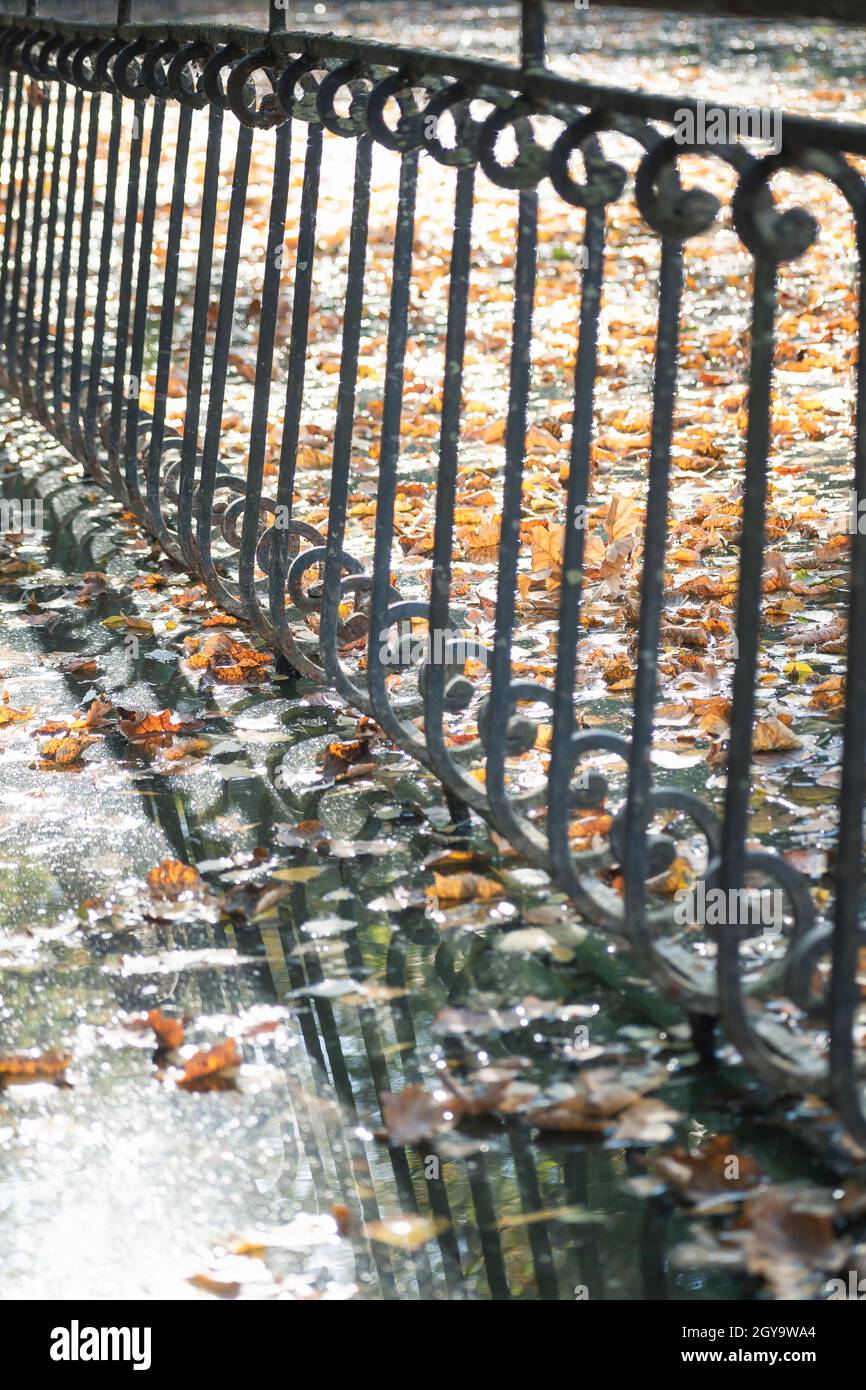 Leaves Falling From A Maple Tree High Resolution Stock Photography and ...