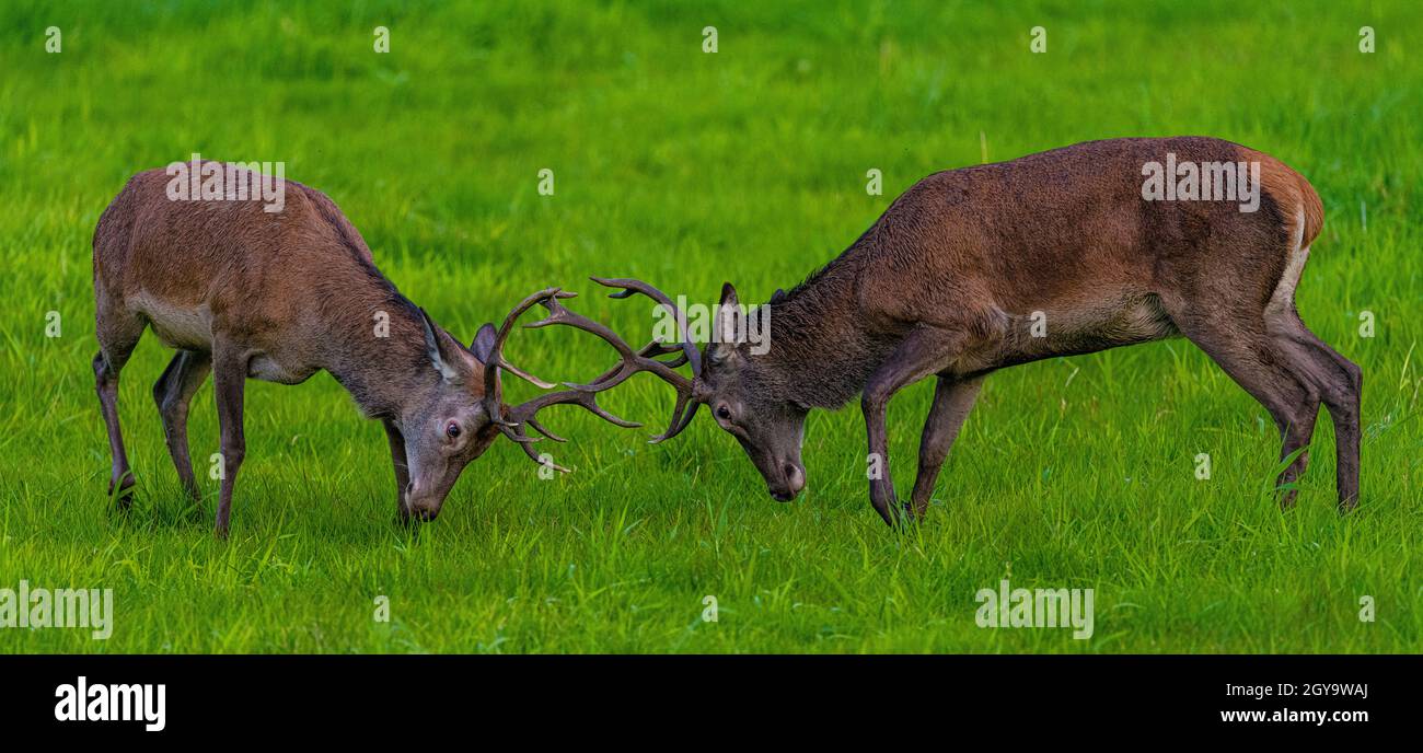 Western red deer hi-res stock photography and images - Alamy