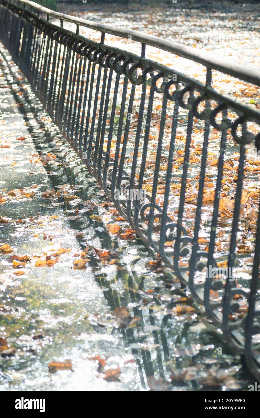 Leaves Falling From A Maple Tree High Resolution Stock Photography and ...