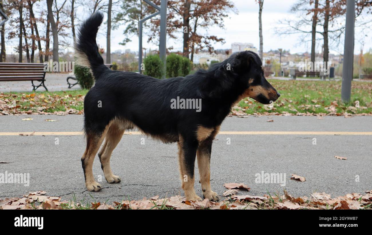 black-brown and dirty breed of dogs, half-breed, looks right in front ...