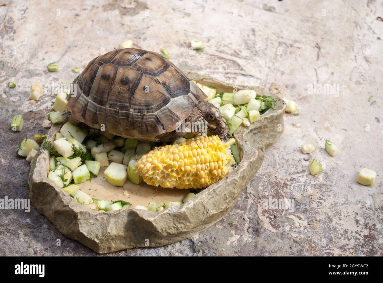 Central Asian turtle alone eats vegetables on a stone Stock Photo - Alamy