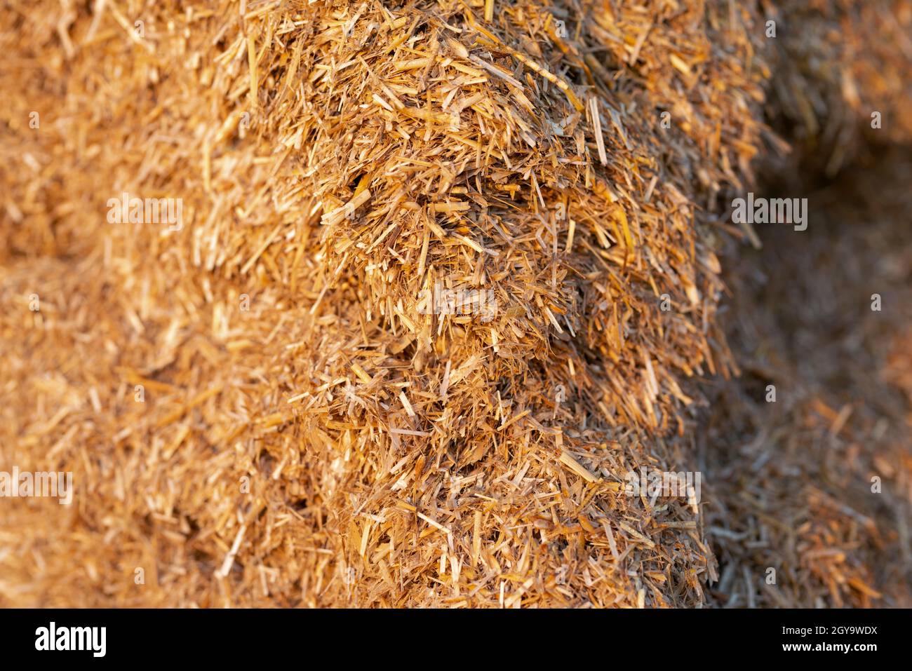 Dry straw agriculture background, Dry straw texture background Stock ...