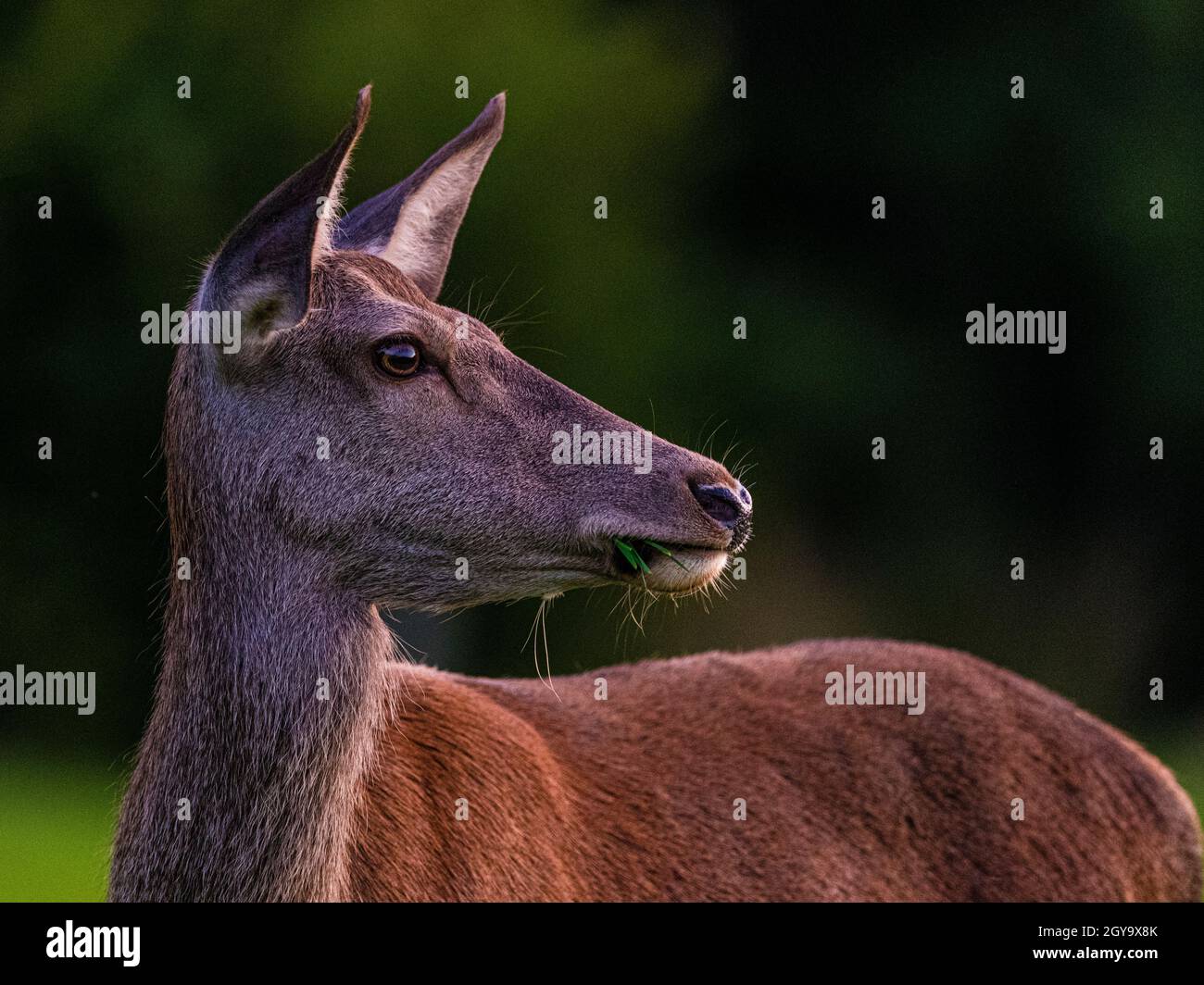 Wild red deer in Western Norway Stock Photo - Alamy
