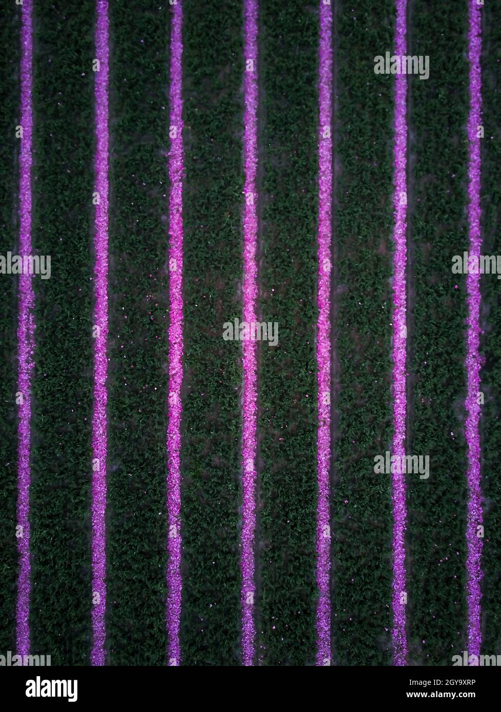 Aerial view tulip fields keukenhof hi-res stock photography and images ...