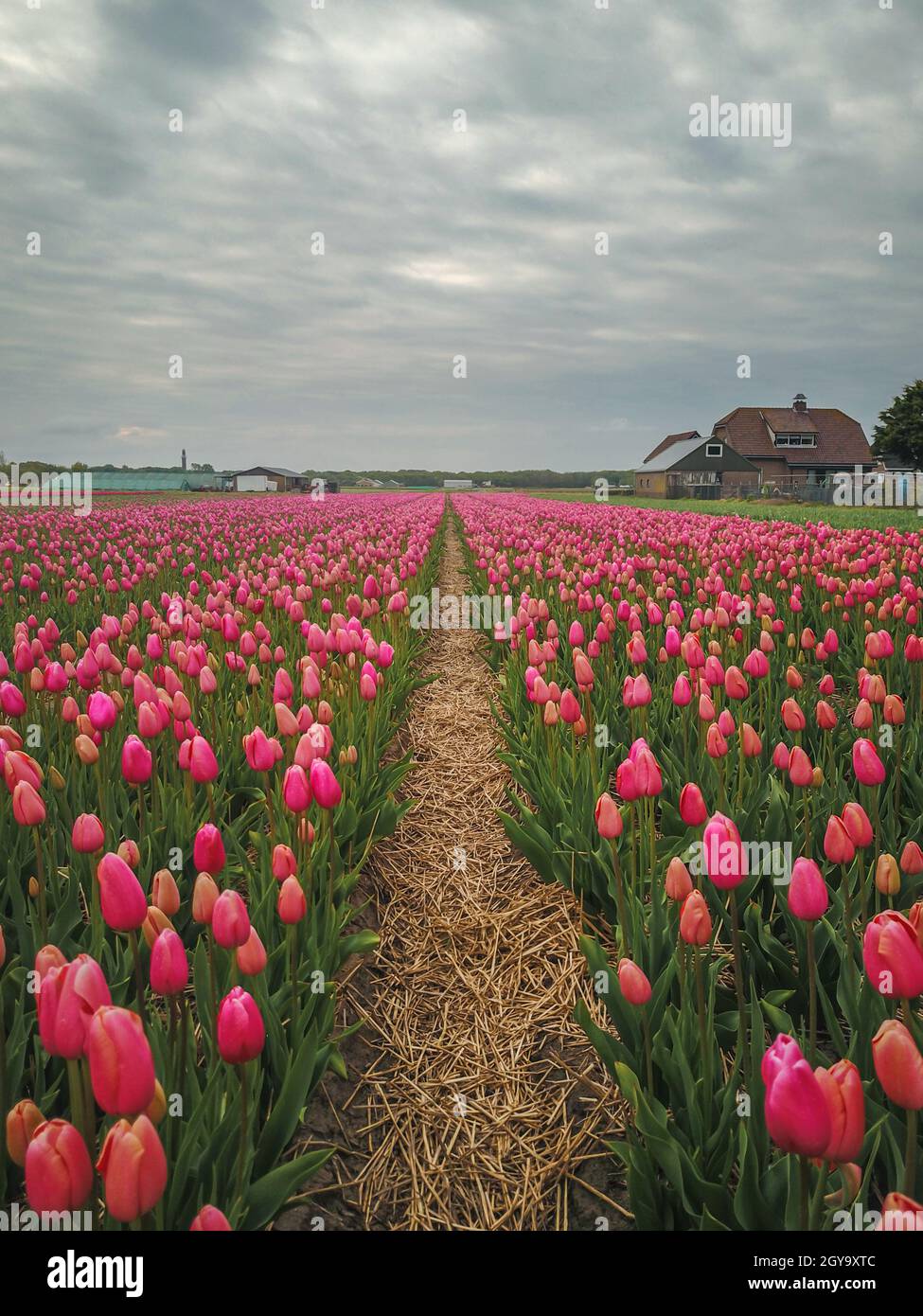 flower Tulip field in the netherlands from above Stock Photo - Alamy