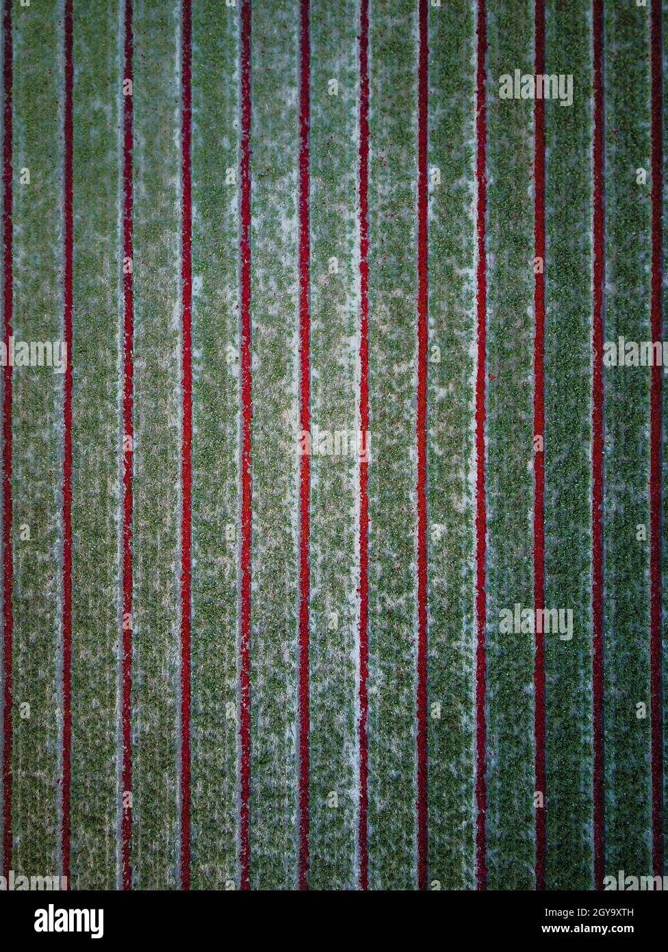 flower Tulip field in the netherlands from above Stock Photo - Alamy