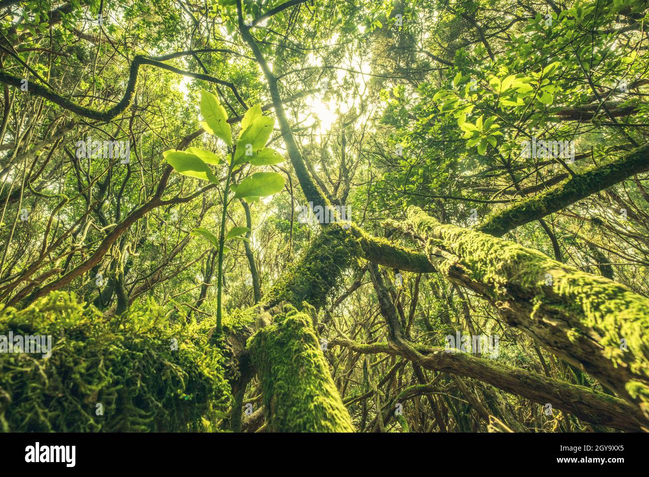 Overgrown trees in dense, misty forest nature Stock Photo - Alamy