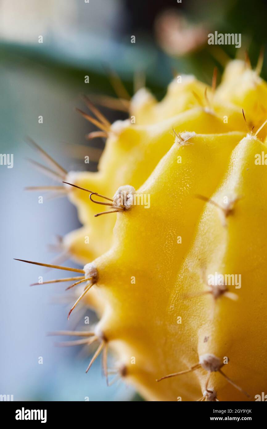 Prickly fruit hi-res stock photography and images - Alamy