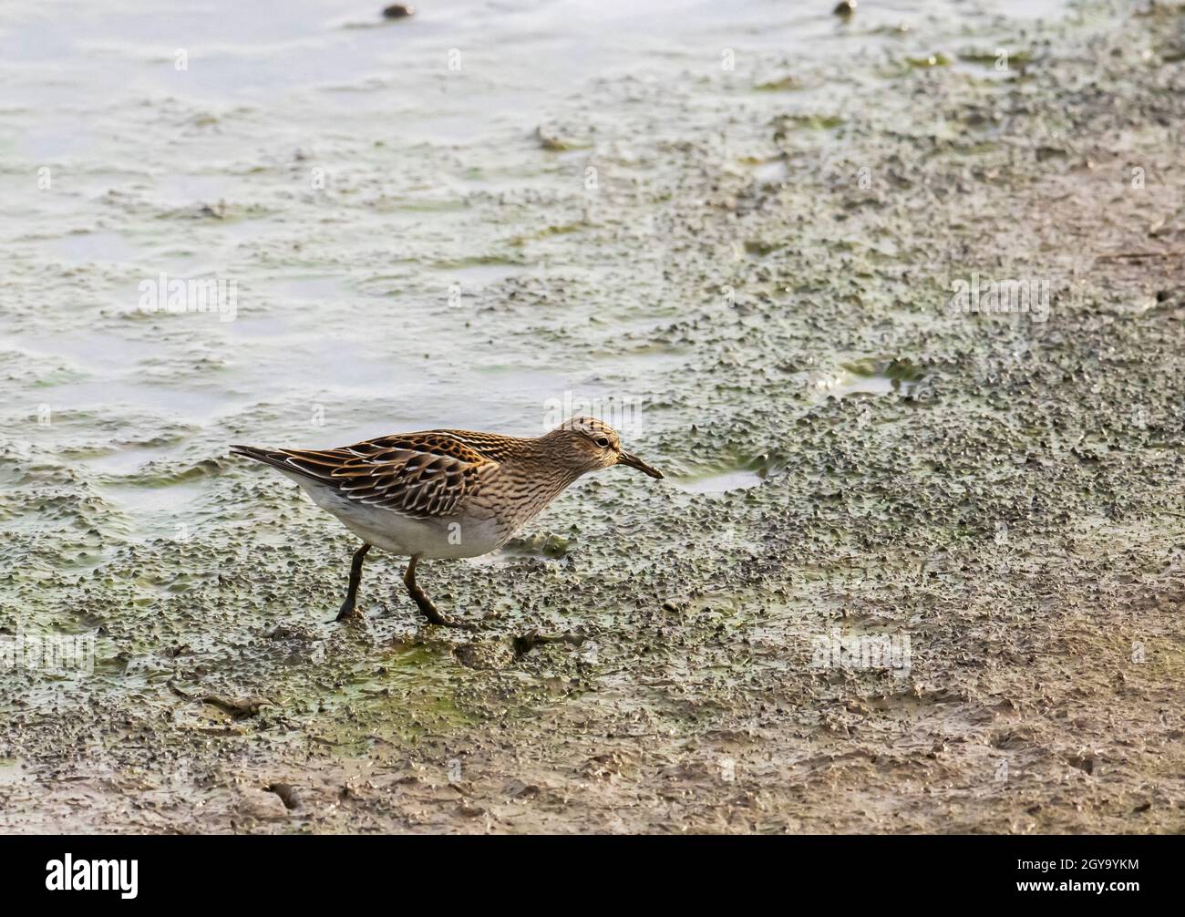 A Pectoral Sandpiper, Calidris melanotos at Titchwell on the North ...