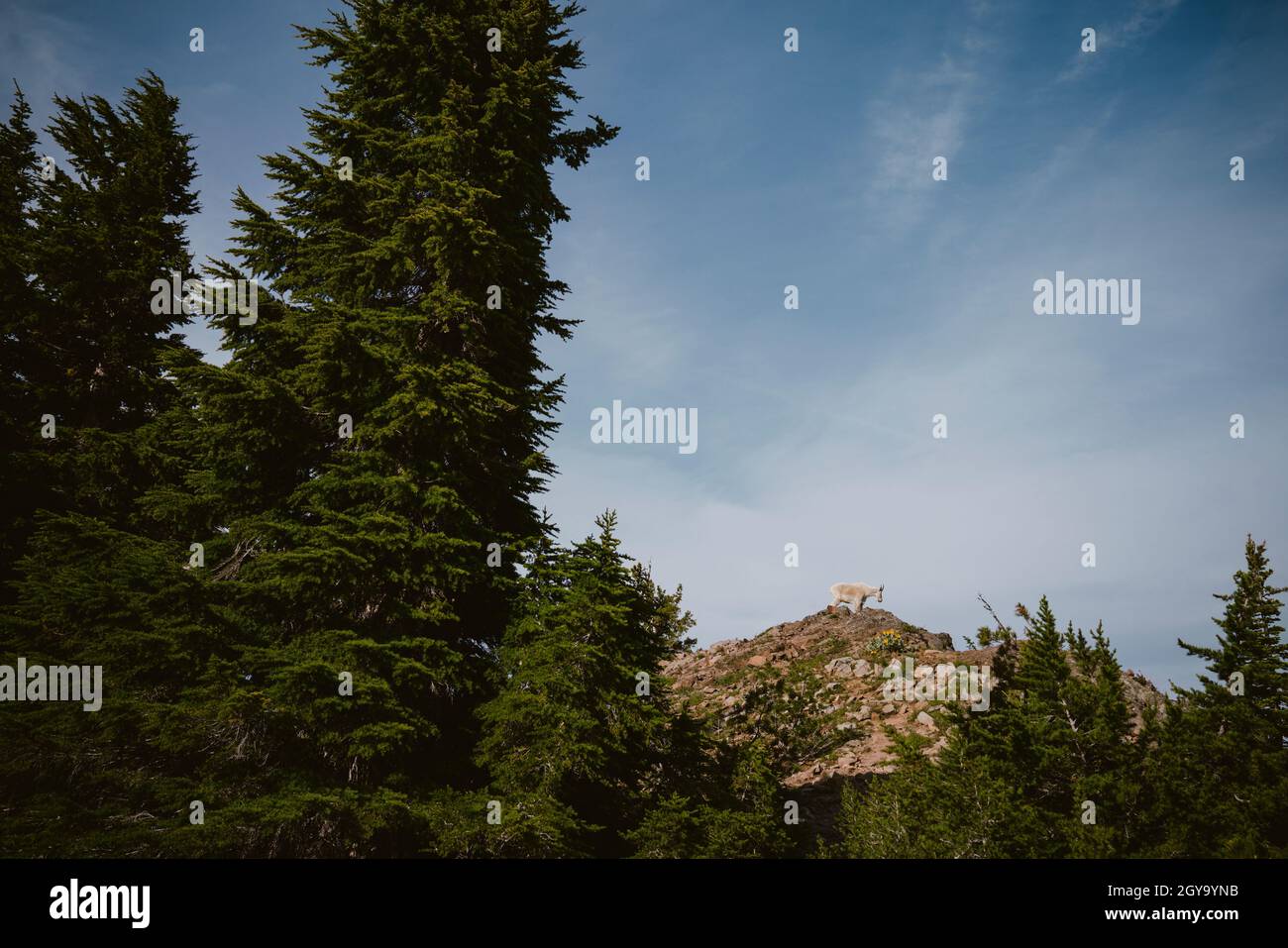 Mountain goat stand atop craggy peak surrounded by tall green trees ...