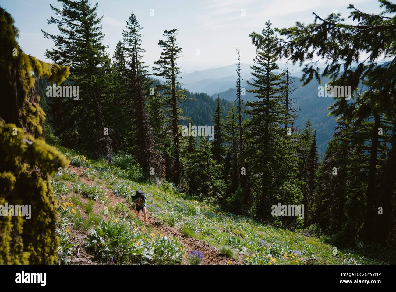 Woman hikes along single track trail surrounded by wild flowers Stock ...