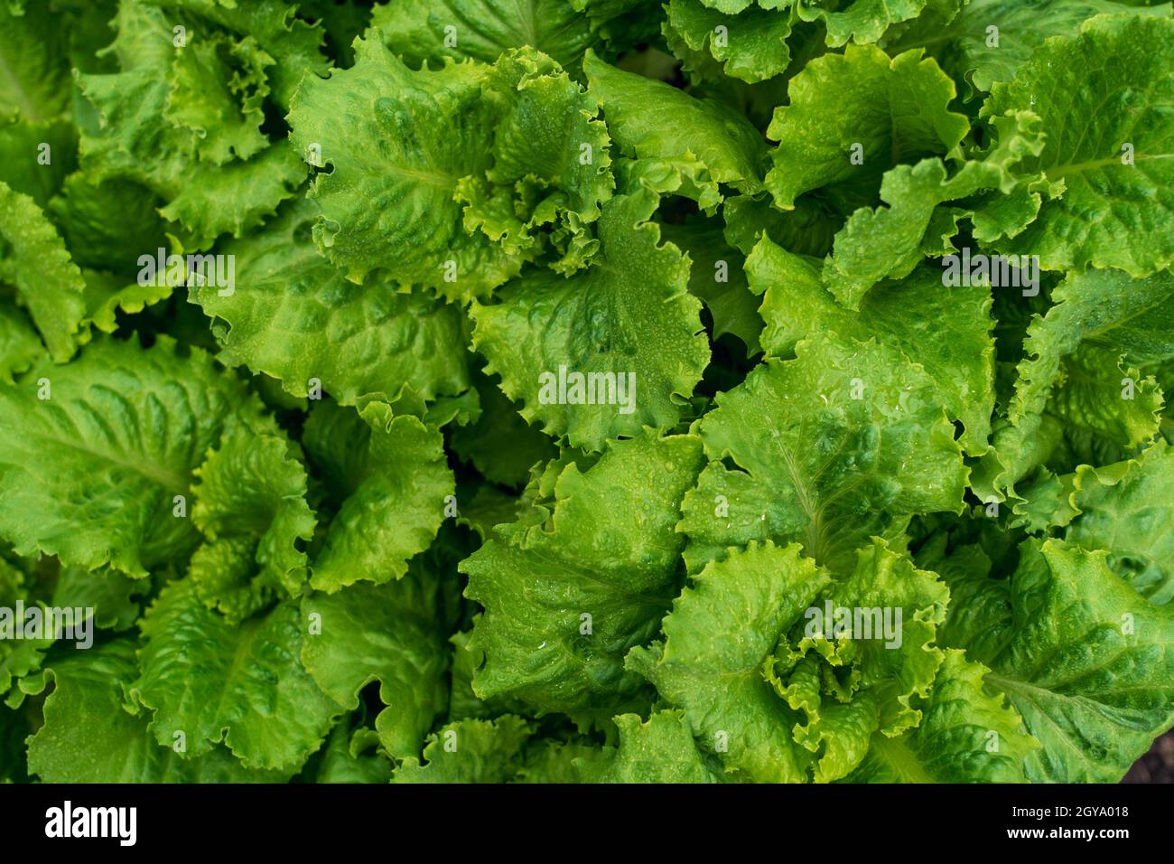 Juicy lettuce hi-res stock photography and images - Alamy