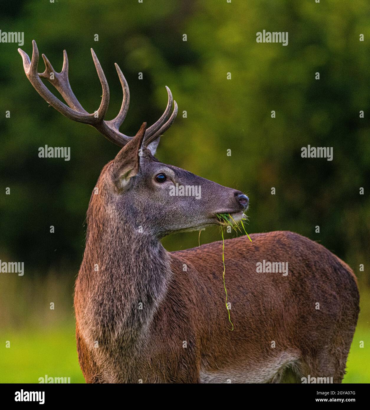 Wild red deer in Western Norway Stock Photo - Alamy