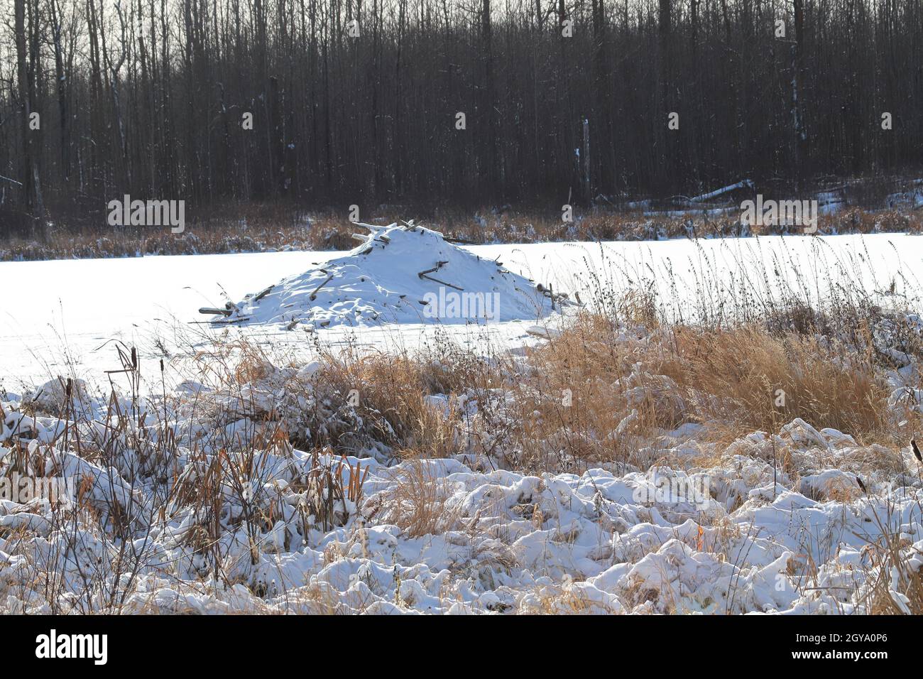 Beaver dams hi-res stock photography and images - Alamy
