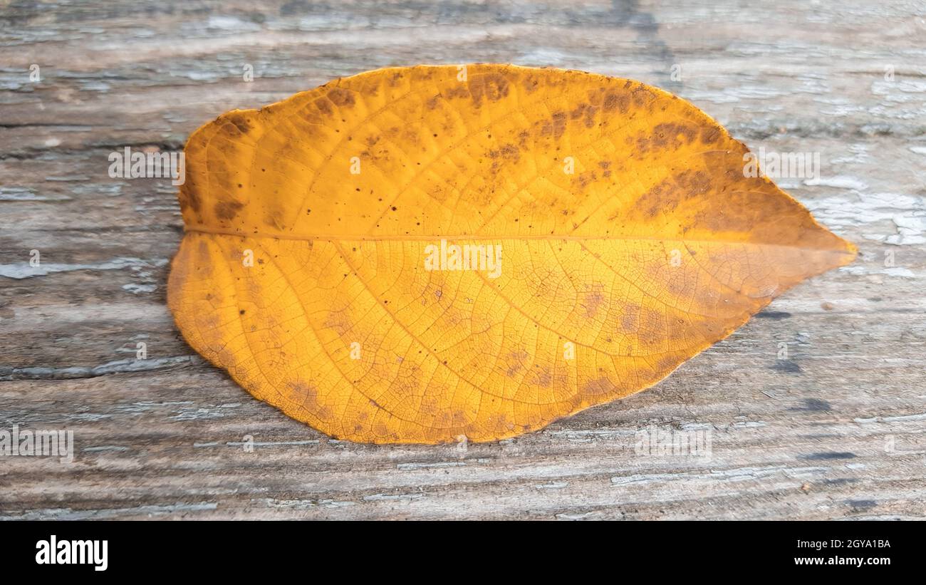 One autumn leaf on old wood background with copy space. Bright autumn ...
