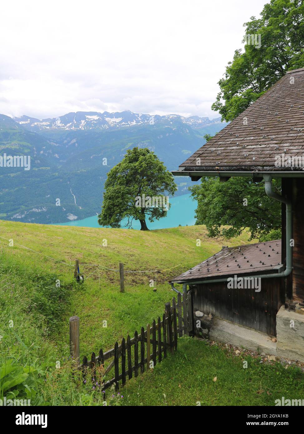 Maple tree growing above Lake Brienzersee. Planalp, Switzerland Stock ...