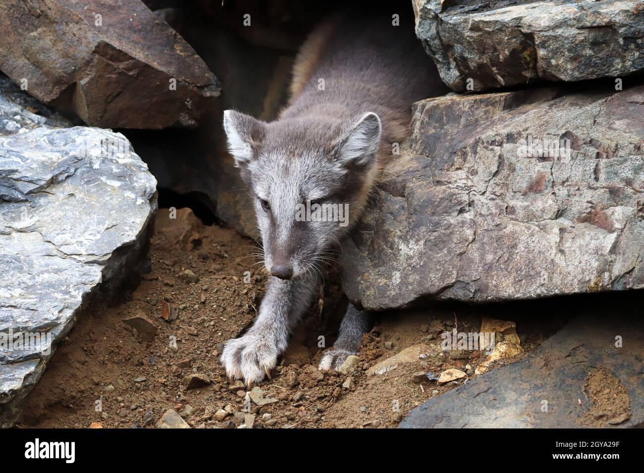 Artic fauna hi-res stock photography and images - Alamy