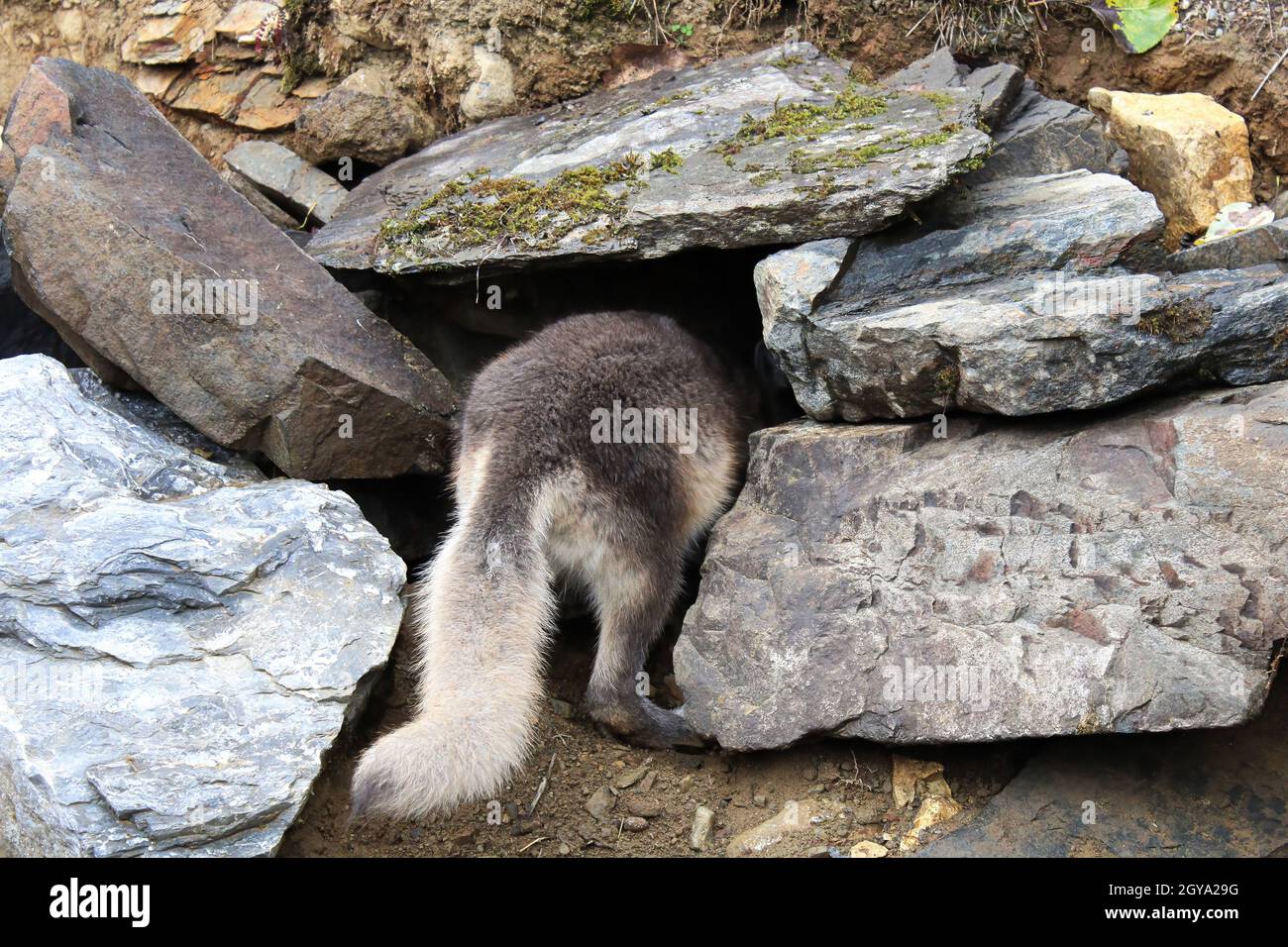 The tail and back end of a summer coated artic fox Stock Photo - Alamy