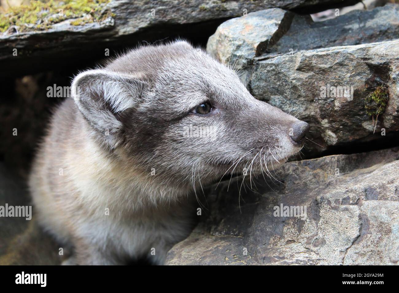 Closeup of the face of an artic fox pup Stock Photo - Alamy