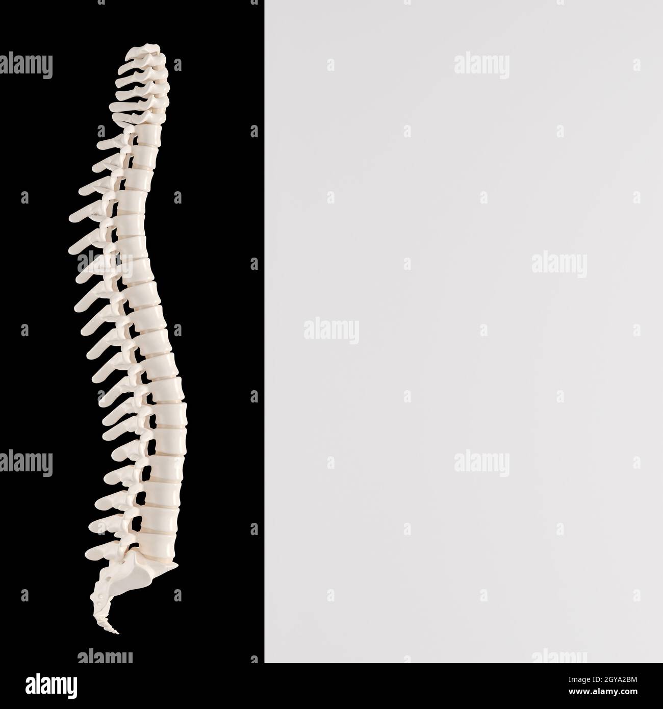 Human backbone bones on bicolor background. copyspace.3d render Stock ...