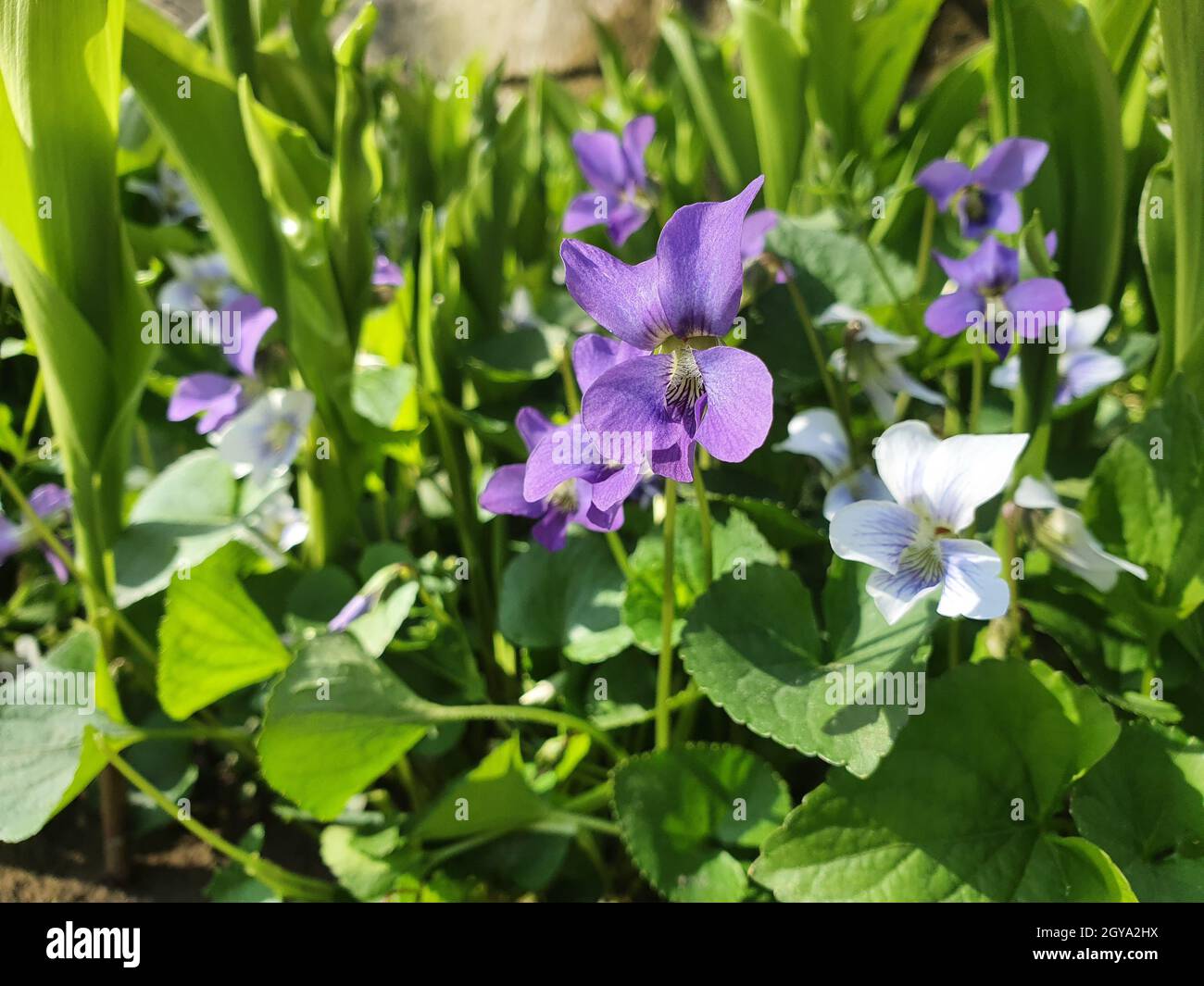 Closeup of beautiful violet flowers surrounded by green leaves during ...