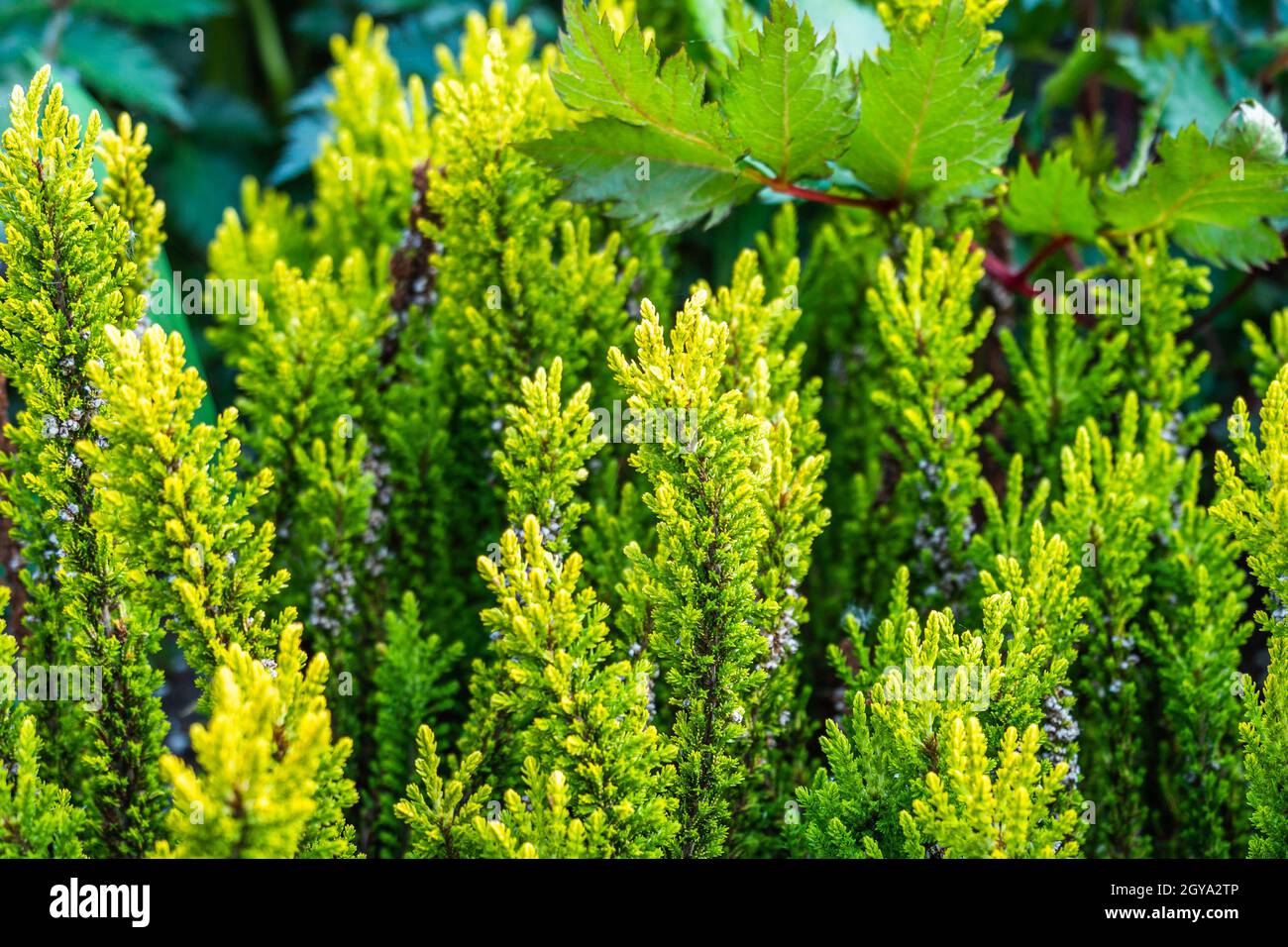 Garden Plant and Bokeh Lighting with Green Nature Background Stock ...