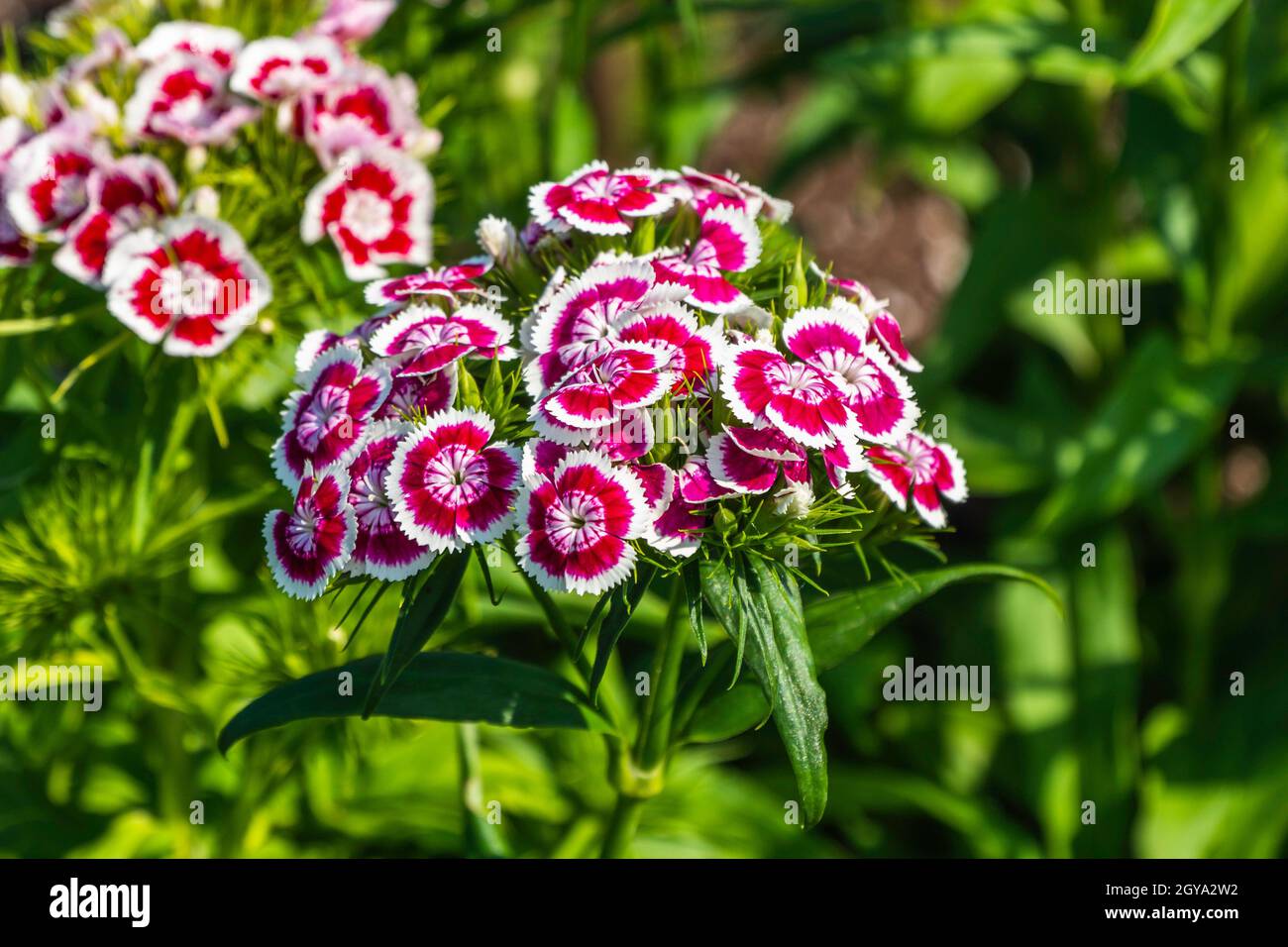 Colorful Summer Flowers Blooming in Garden on Green Background Stock ...