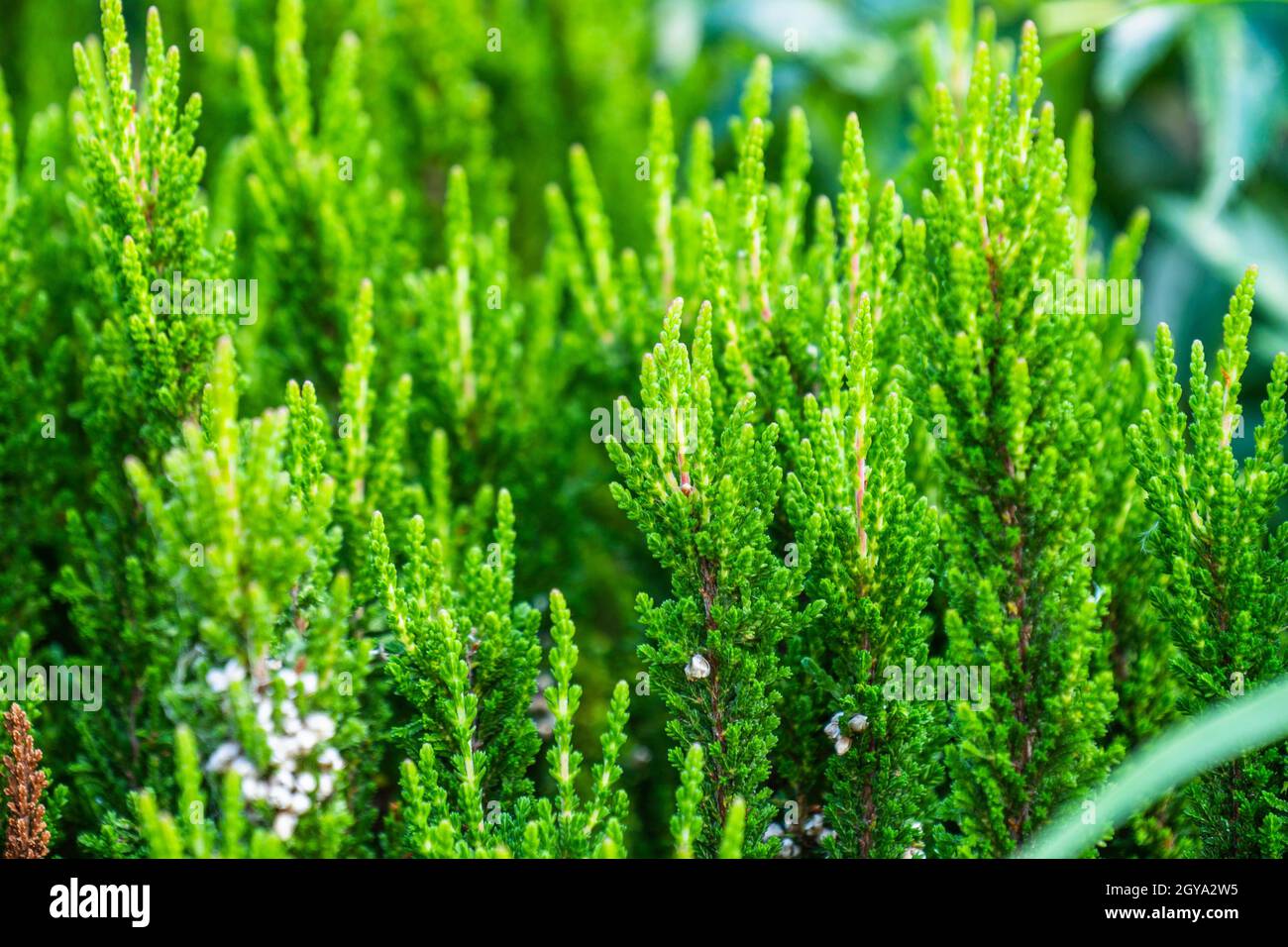 Closeup View of Blooming Green Calluna Vulgaris Flowers Stock Photo - Alamy