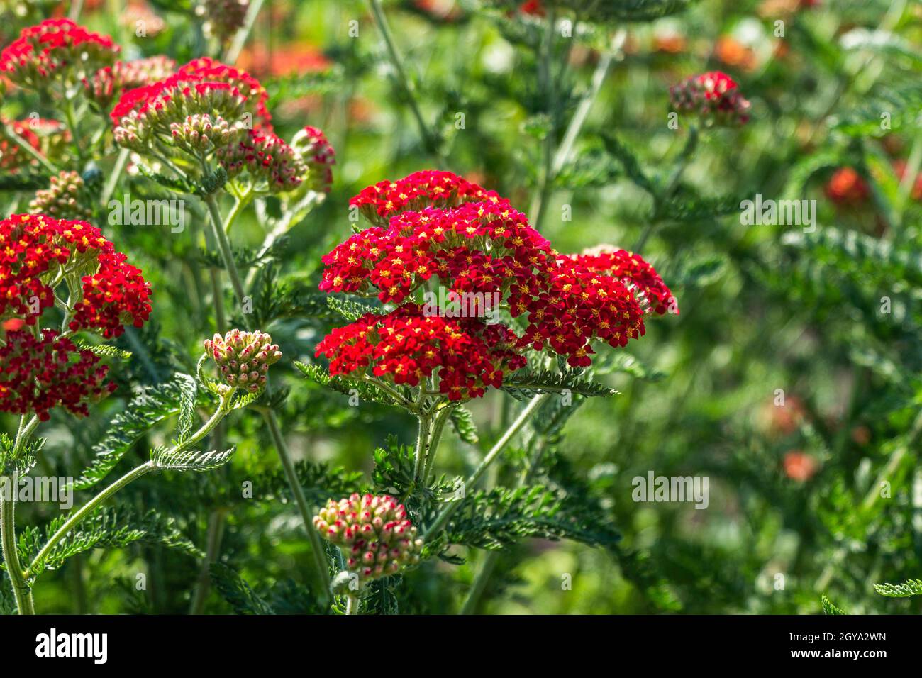 Natural Summer Background With Beautiful Colorful Flowers Stock Photo ...