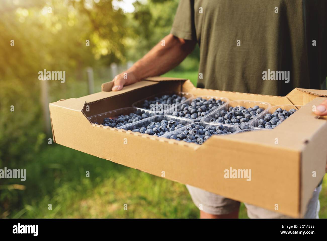 Senior man hands holding box with fresh cultivated blueberry. Healthy ...