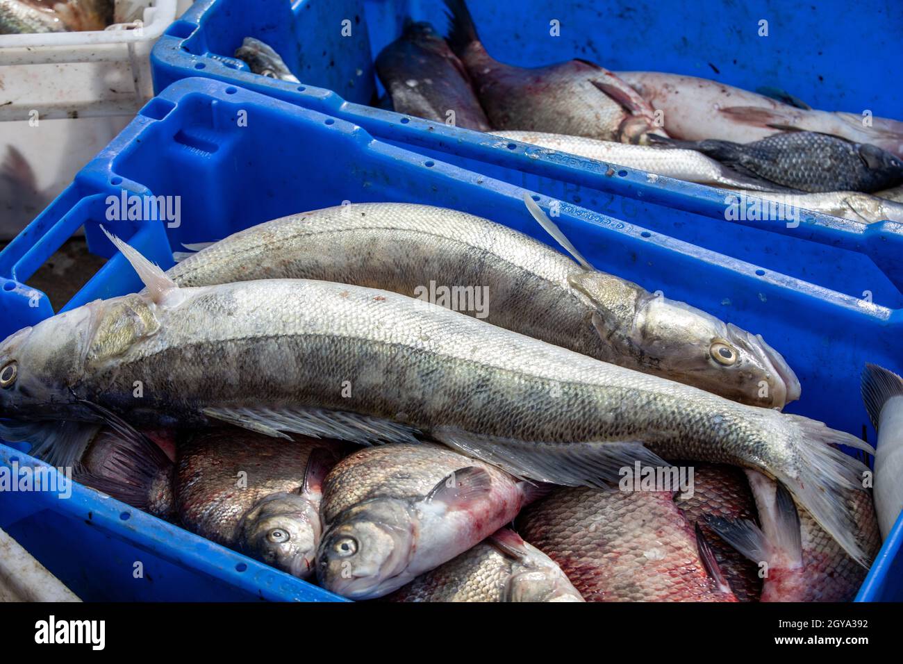 fresh fish sold straight from the fishing boat in the port Stock Photo ...