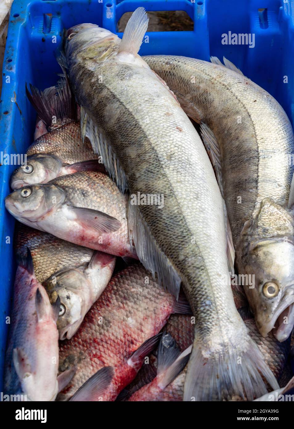fresh fish sold straight from the fishing boat in the port Stock Photo ...