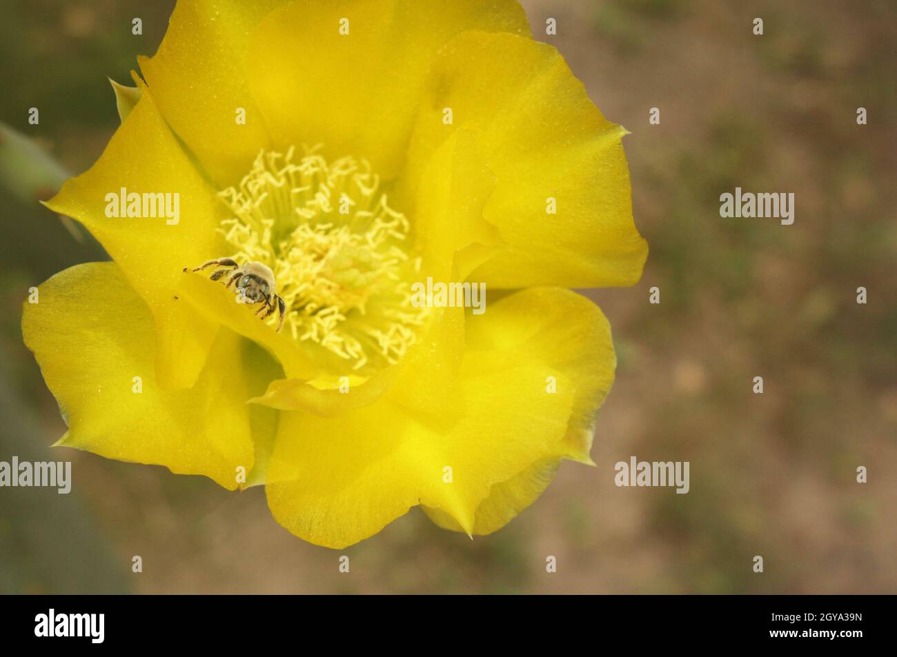 Yellow Prickly Pear Cactus Flower with Bee Stock Photo - Alamy