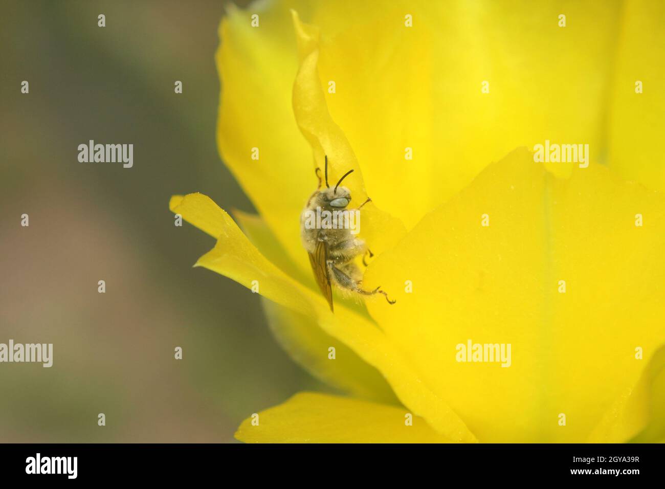Yellow Prickly Pear Cactus Flower with Bee Stock Photo - Alamy